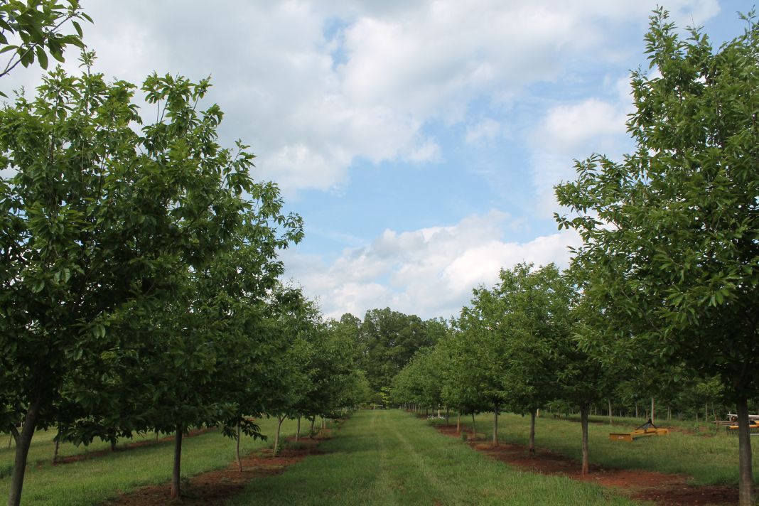 Chestnut School - Shipman – Virginia Chestnuts